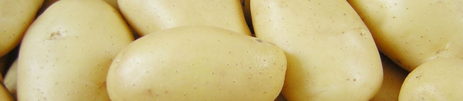 MATC® | Fresh Fruits from Pakistan